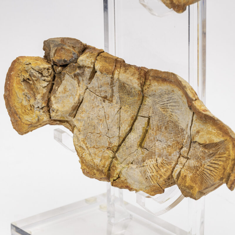 Fossil Fish Positive and Negative - Pietra Gallery