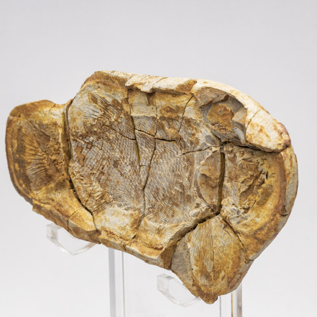 Fossil Fish Positive and Negative - Pietra Gallery
